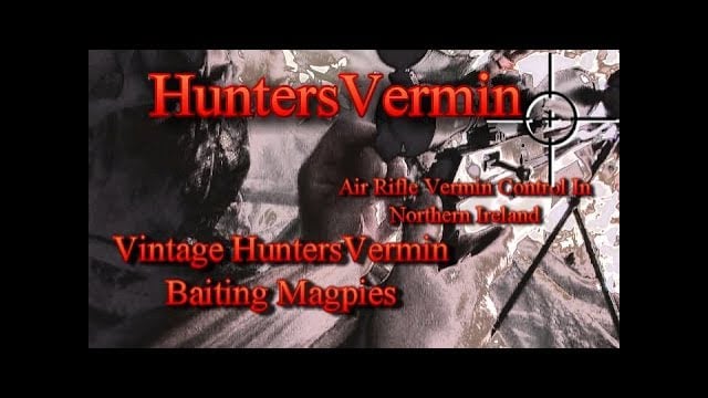 Air Rifle Hunting, Vintage HuntersVermin Baiting Magpies - Airgun101