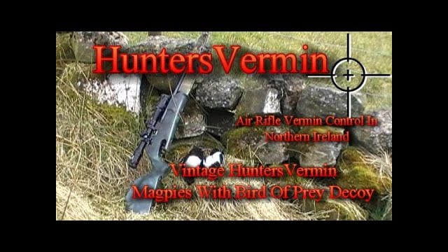 Vintage HuntersVermin, Magpies With Bird Of Prey Decoy - Airgun101