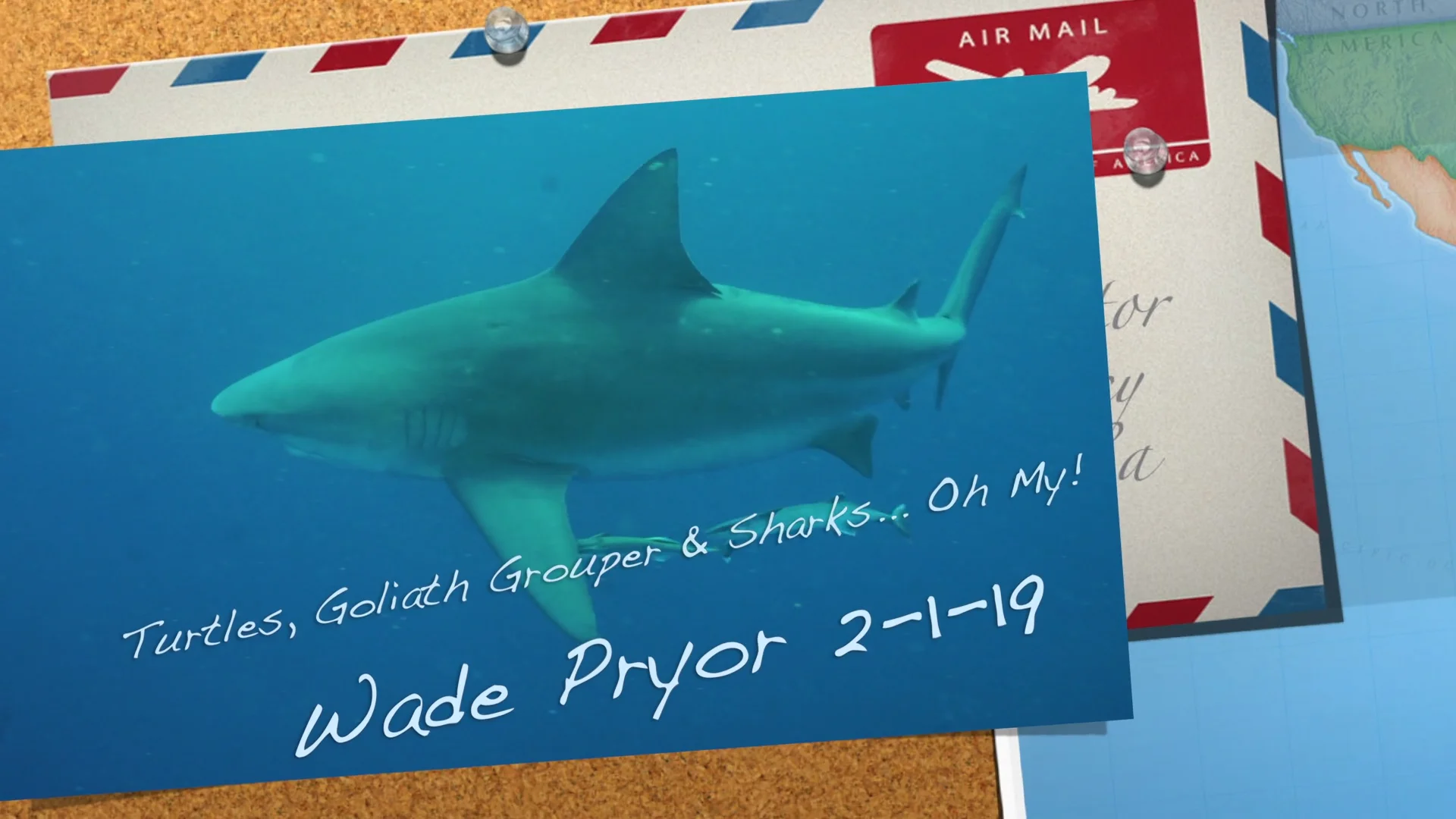 Turtle and Sharks with Emerald Charters