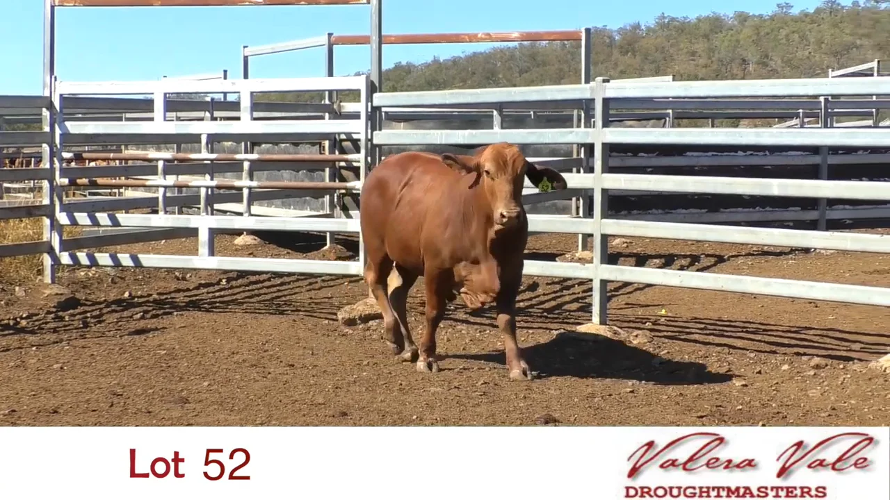 Valera Vale 2019 Lot 52 on Vimeo