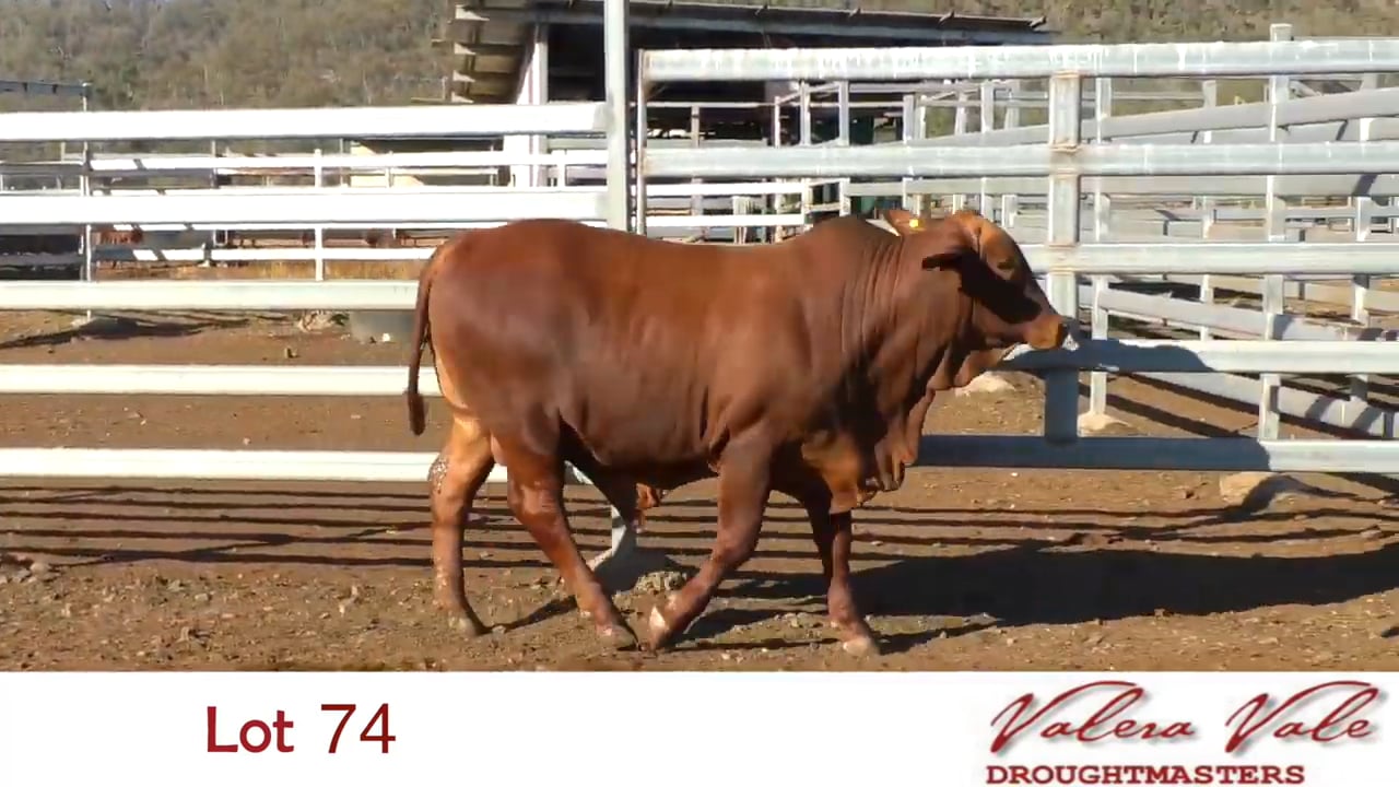 Valera Vale 2019 Lot 74 on Vimeo