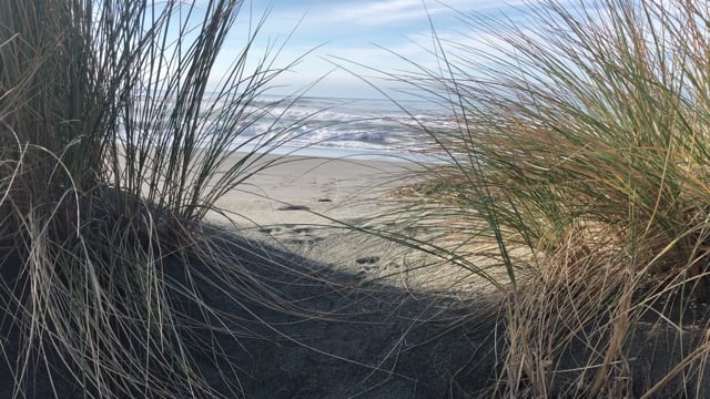 Ocean Reeds Beach - Free video on Pixabay