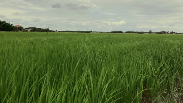 Paddy, Field, Wheat In The Wind. Free Stock Video - Pixabay