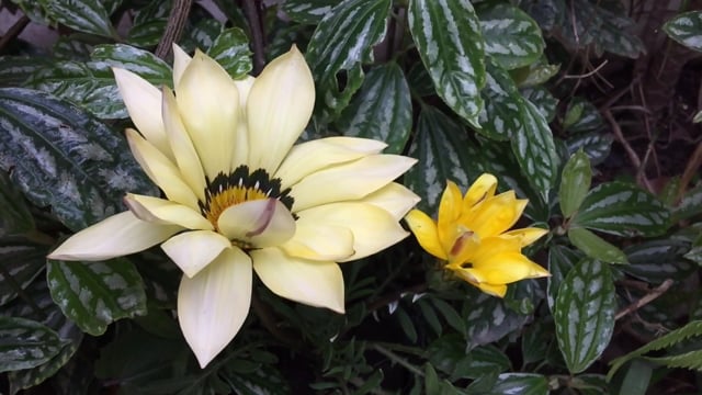 Yellow Flower Gazania Slow Motion - Free video on Pixabay