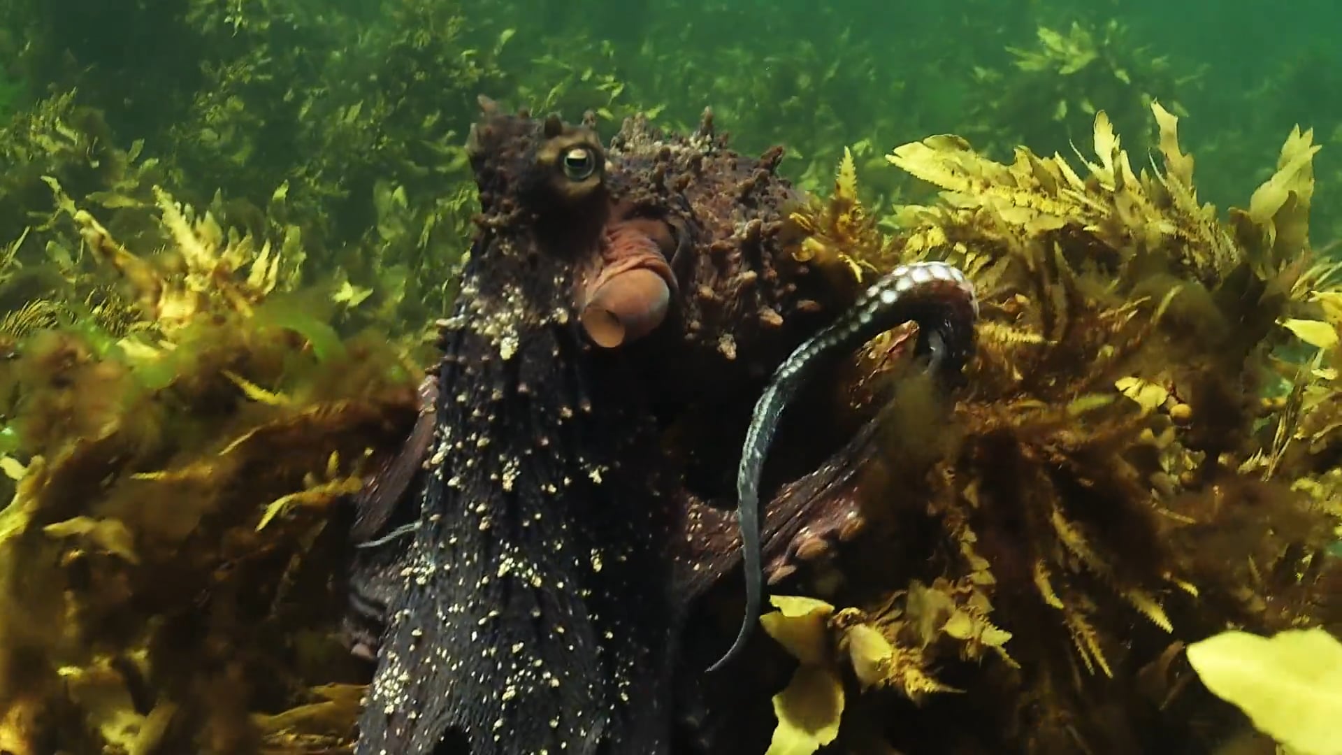 YOE - Video: Fantastic Wheke facts!