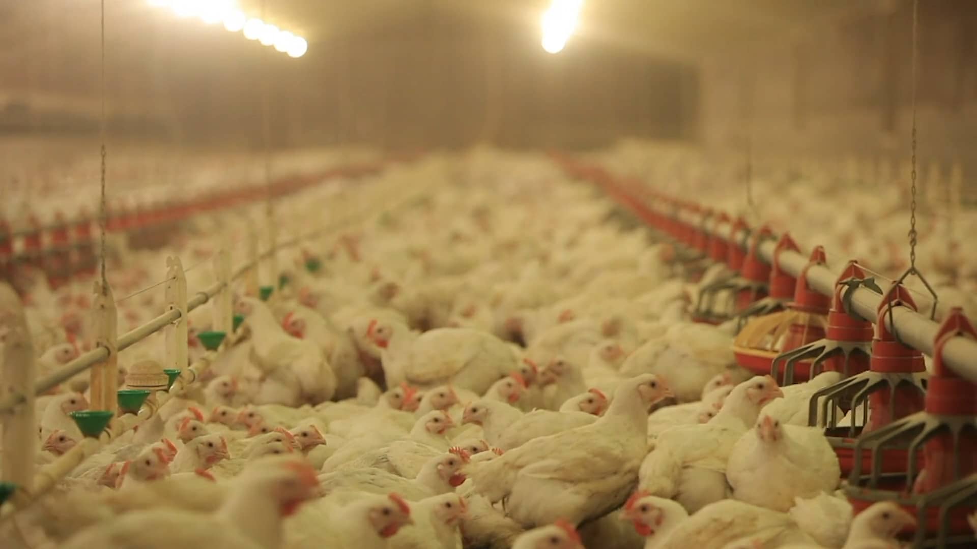 What is factory farming? MEAT CHICKENS on Vimeo