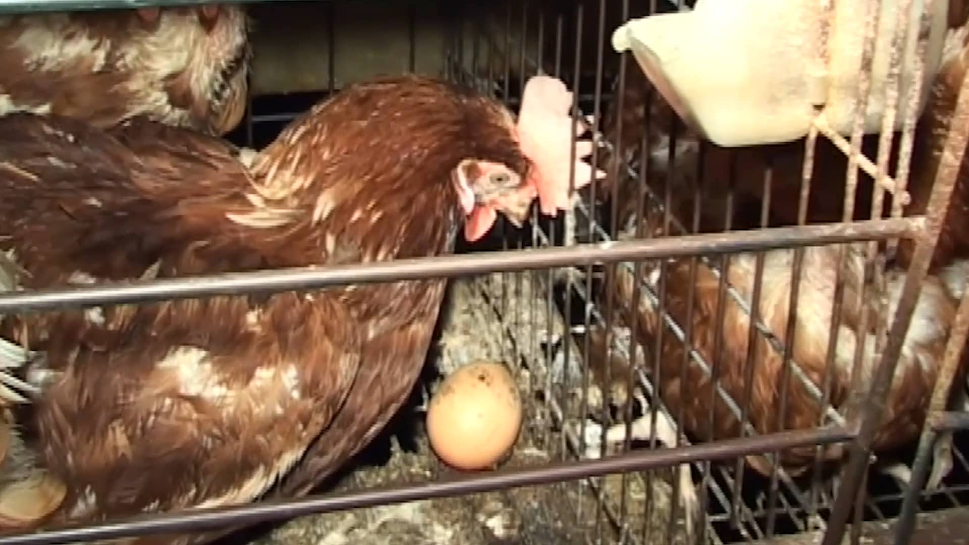 What is factory farming? LAYER HENS on Vimeo