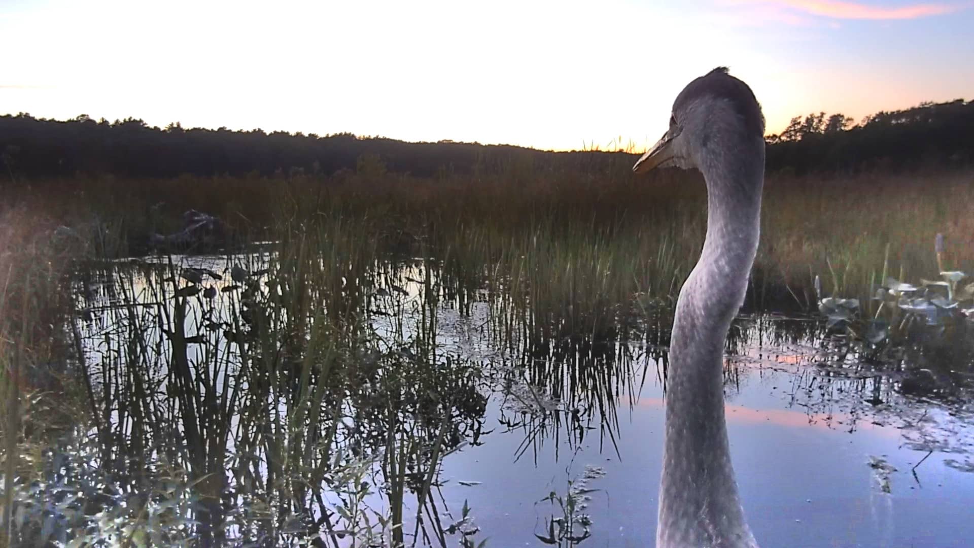 Tracking the Arc of Change: Tidmarsh Farms to Mass Audubon Tidmarsh ...