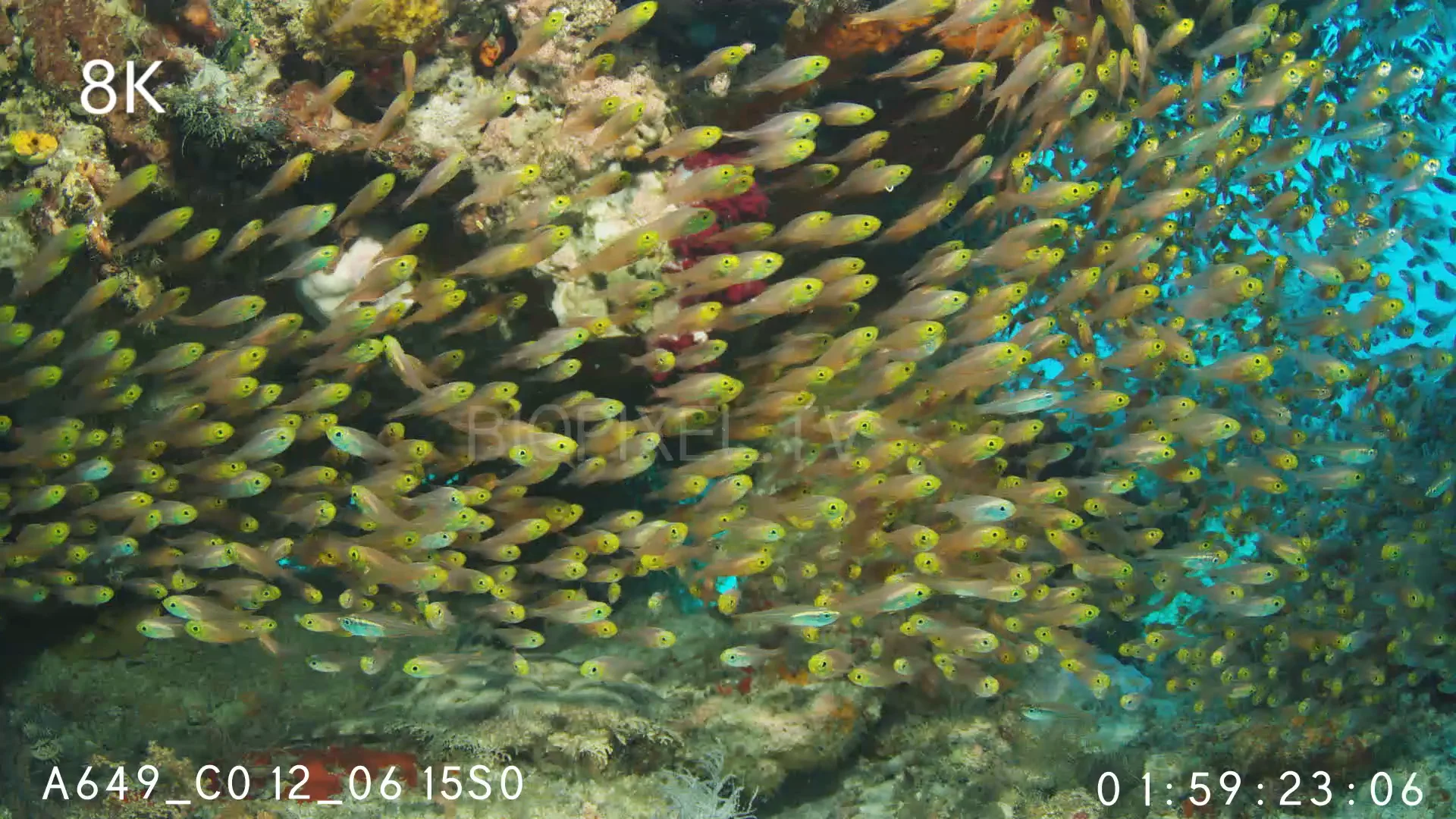 4K Fish School - Tasselled wobbegong under ledge with schools of fish 1 ...