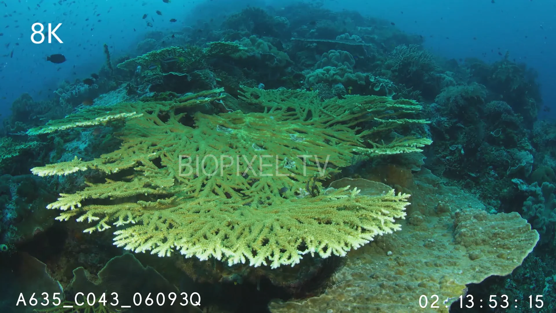 Coral Reefs - Plate corals 8K on Vimeo