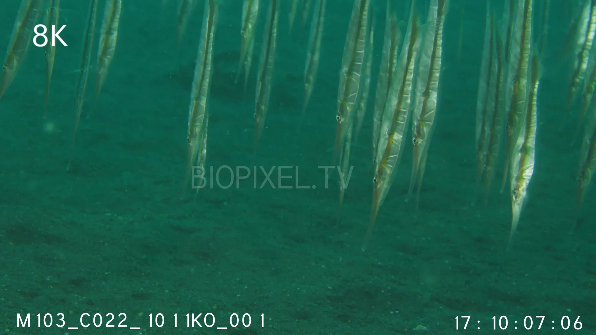 Fish Weird - Razorfish 8K on Vimeo