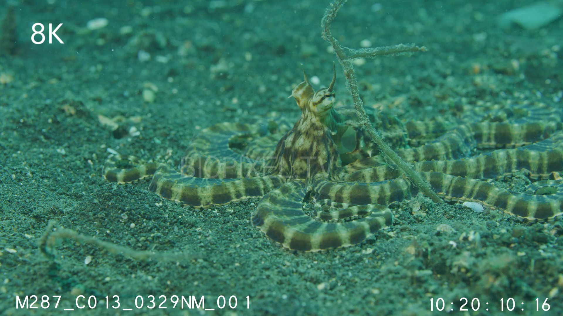 4K Molluscs Octopus - Mimic octopus pair interacting 8K on Vimeo