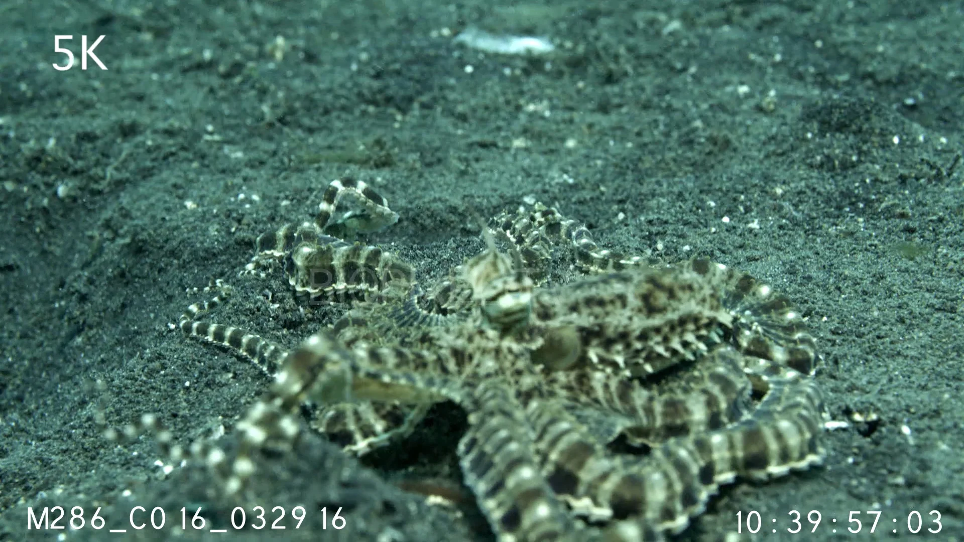 4K Molluscs Octopus - Mimic octopus pair interacting 5K on Vimeo