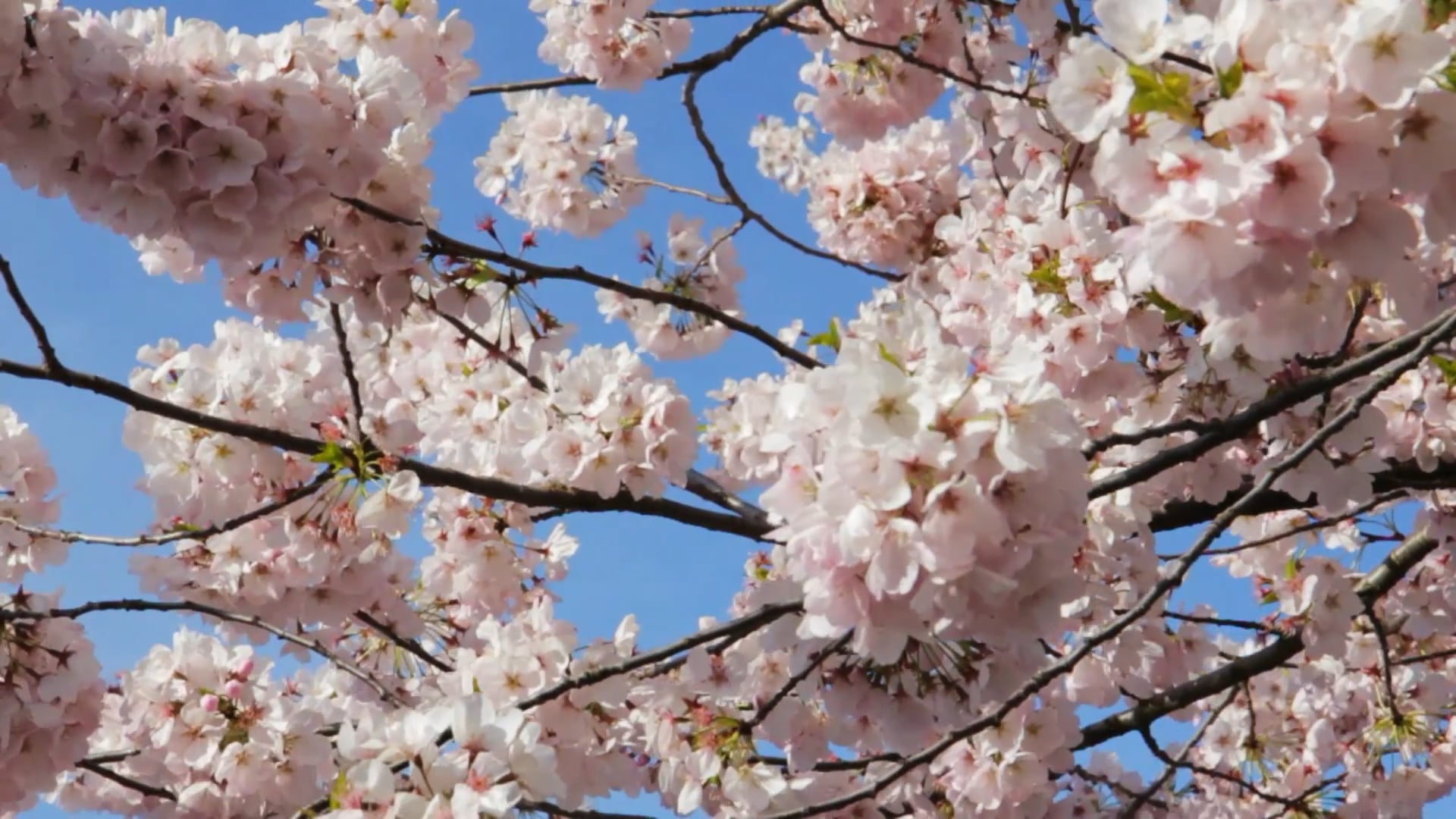 Watch Tai Chi Fit Over 60: Healthy Joints with David-Dorian Ross Online ...