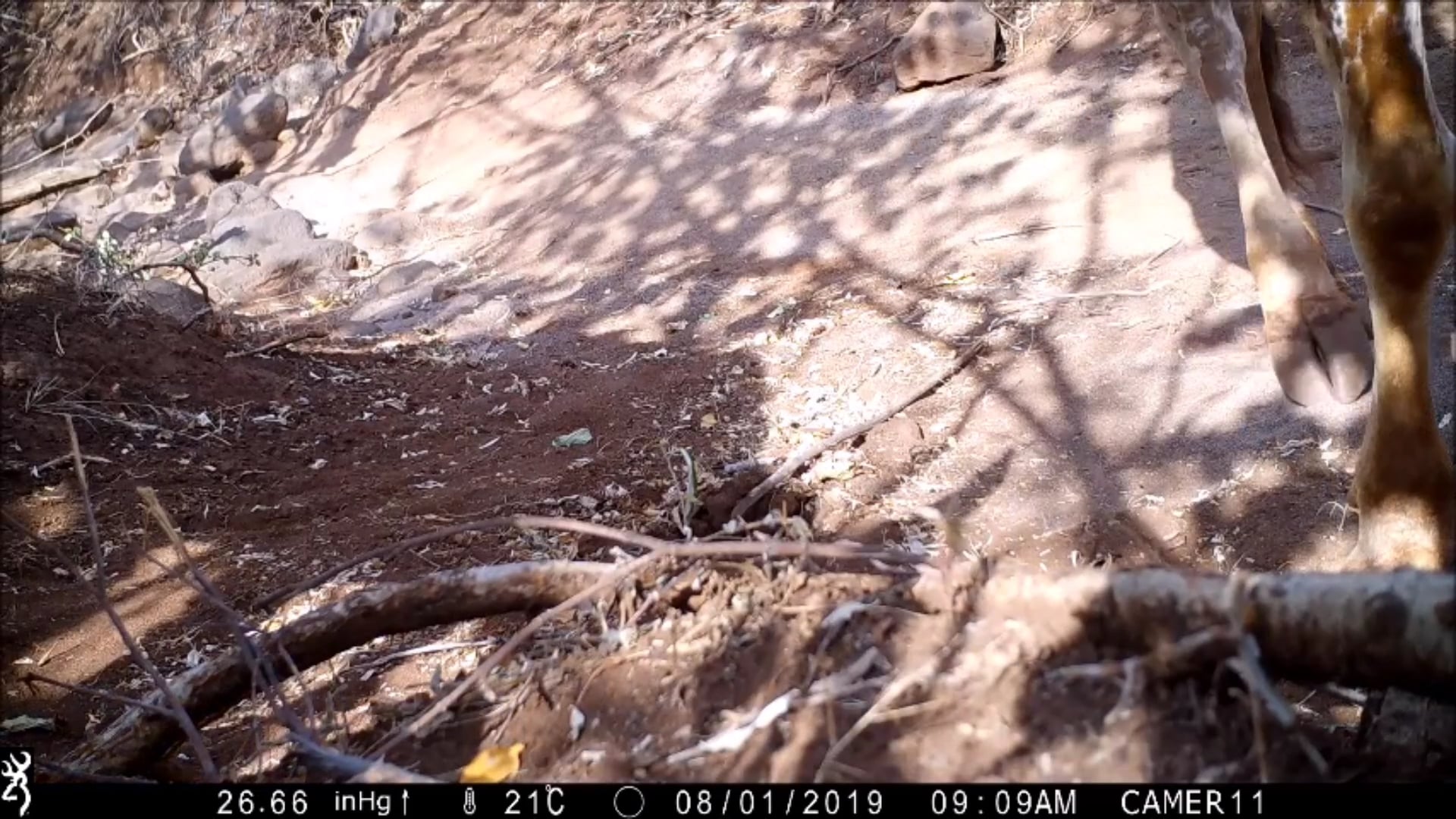 Harmony with nature - Karare, Marsabit on Vimeo