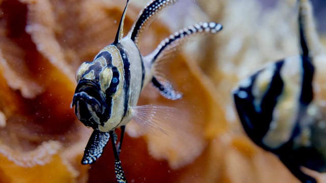 Fish, Water, Sea. Free Stock Video - Pixabay