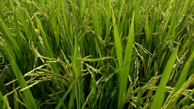 Paddy Field Cooked Rice Grain - Free video on Pixabay