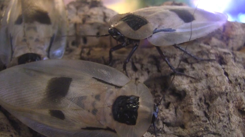 Order Blattodea: Roaches on Vimeo