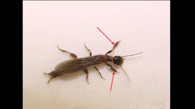 Order Embiidina: Webspinners on Vimeo