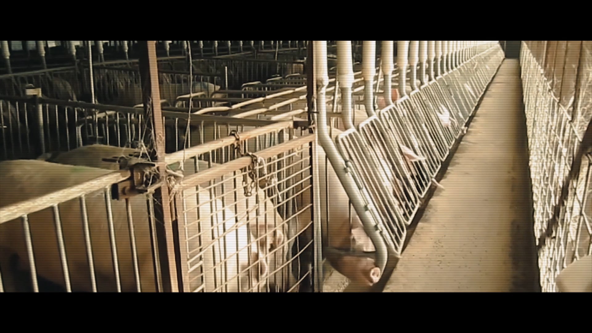 Humane Society: Animal Welfare & Sustainability - Long on Vimeo