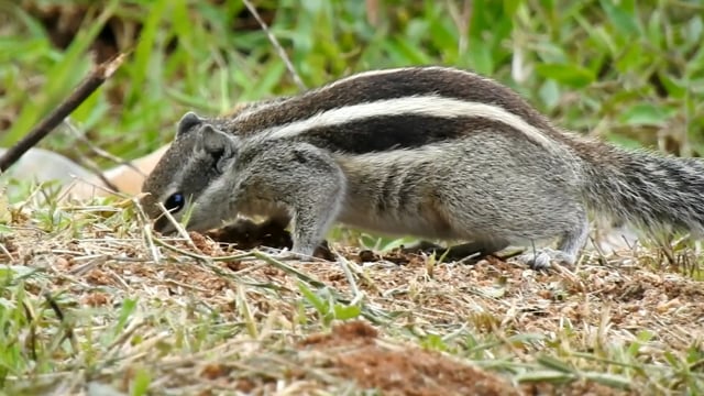 Ardilla Animal - Free video on Pixabay - Pixabay