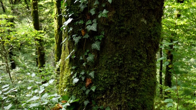 Ivy Forest Tree - Free video on Pixabay