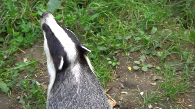 Badger Videos: Download 1+ Free 4K & HD Stock Footage Clips - Pixabay