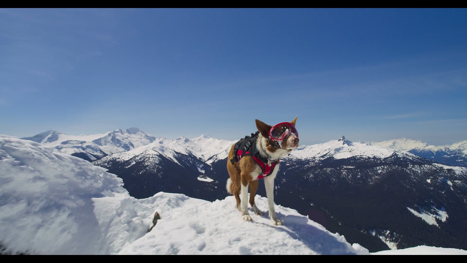 IMAX | Superpower Dogs "Hero" Teaser on Vimeo