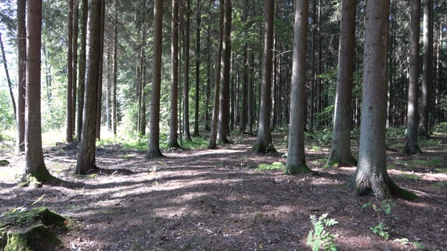 Wald Baum - Free video on Pixabay - Pixabay