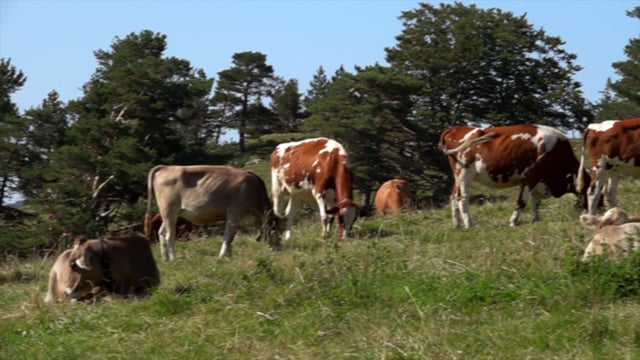 300+ Video, Klip HD & 4K Sapi & Daging Sapi Gratis - Pixabay