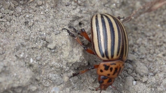 Potato Videos: Download 39+ Free 4K & HD Stock Footage Clips - Pixabay