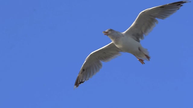 200+ Free Birds Flying Effect Videos, HD & 4K Clips - Pixabay