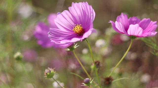 Cosmos, Flowers, Wallpaper. Free Stock Video - Pixabay