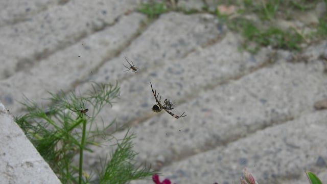 Insekten Spinnen Spinnentiere - Free video on Pixabay