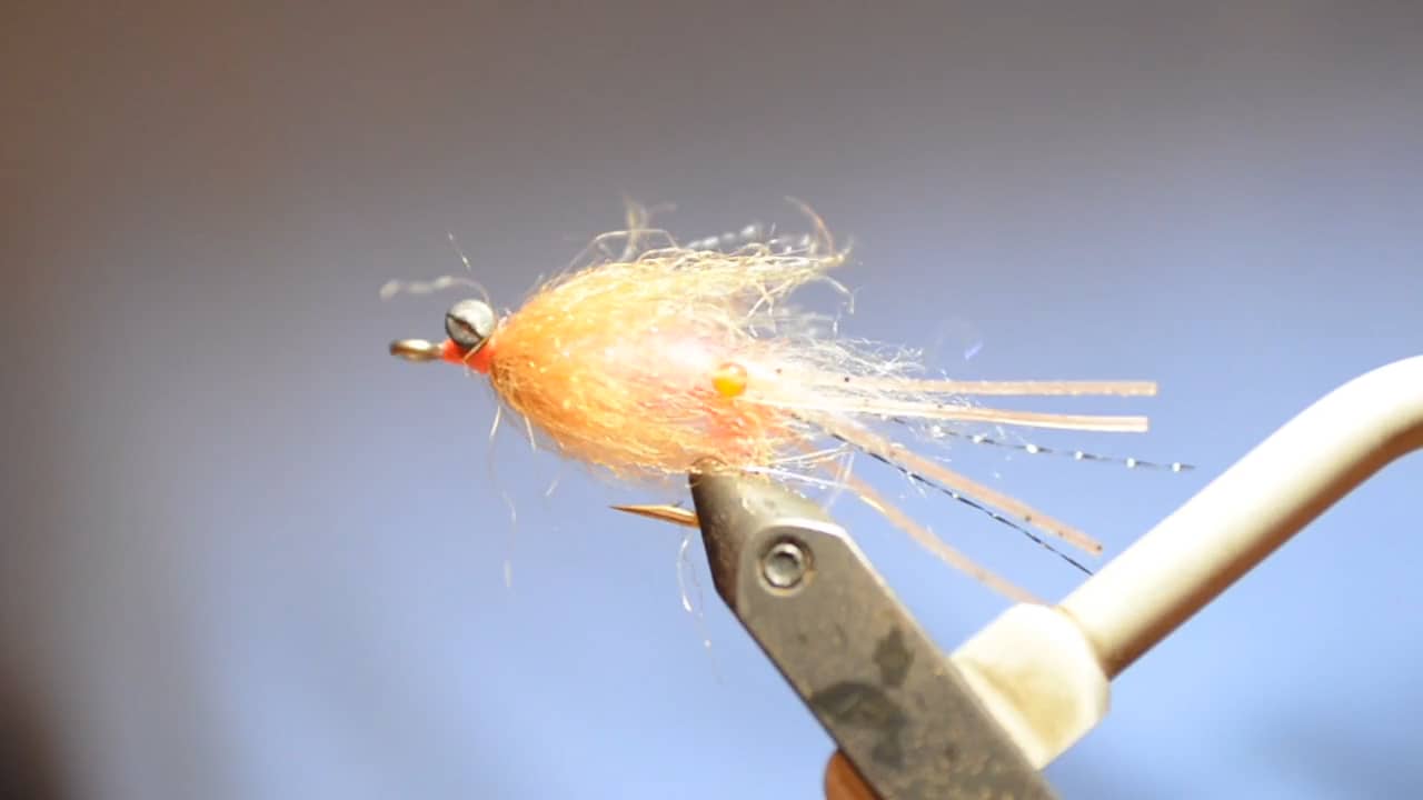 EP Spawning Shrimp on Vimeo