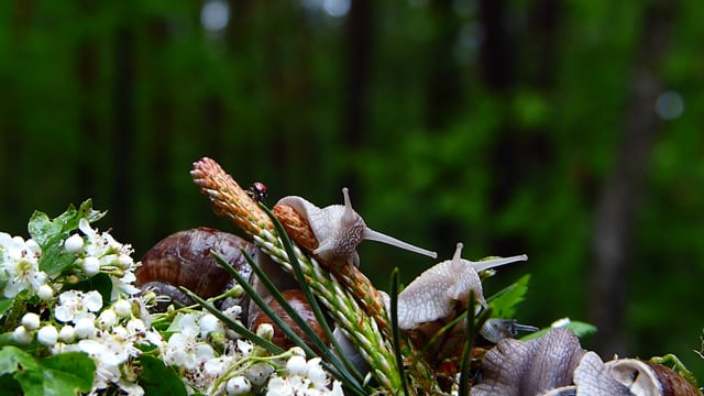 Winniczki Snails Seven-Dot Ladybug - Free video on Pixabay