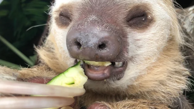 Three Toed Sloth Teeth