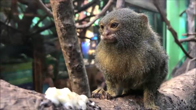 Pygmy Marmoset Full Grown
