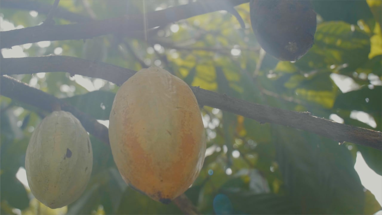 TRANSROYAL - GUITTARD CHOCOLATE COMPANY - DOCUMENTARY on Vimeo