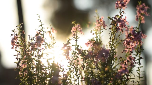 Flowers, Sun, Bloom. Free Stock Video - Pixabay