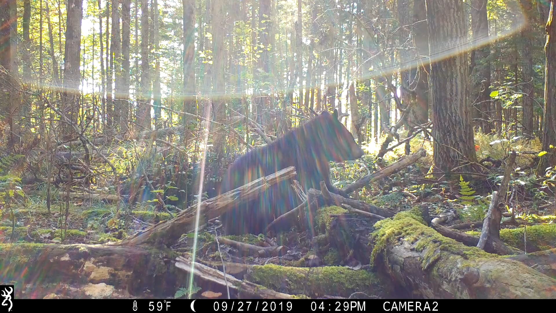 Bears with Flare! on Vimeo