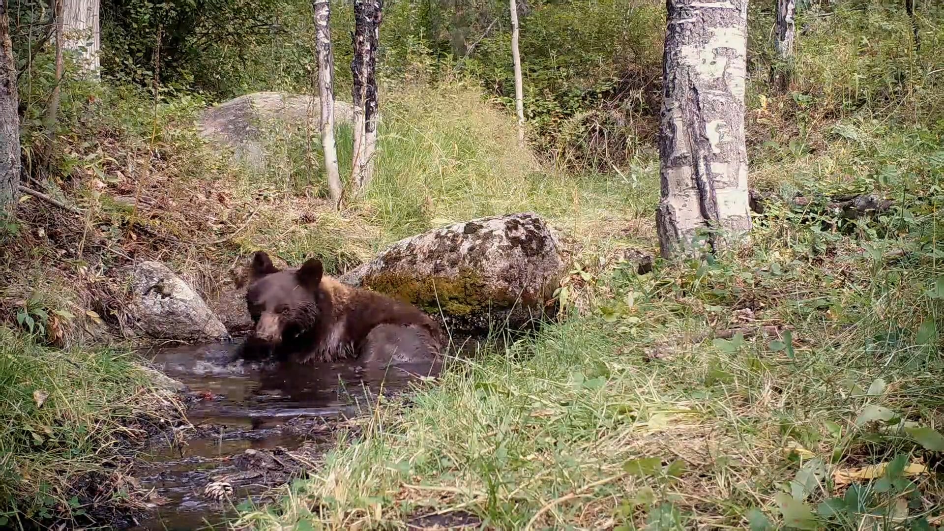 Black Bears Exhibit Many Color Phases on Vimeo