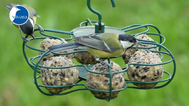 Ultimate Fat Balls 6 Pack