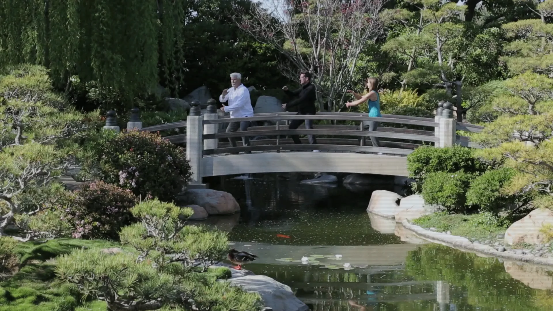 Watch Tai Chi Fit TO GO by David-Dorian Ross Online | Vimeo On Demand ...