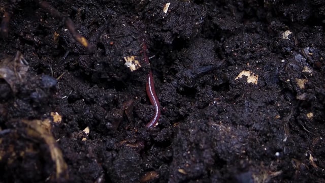 Biologie Wurm Regenwurm - Free video on Pixabay - Pixabay