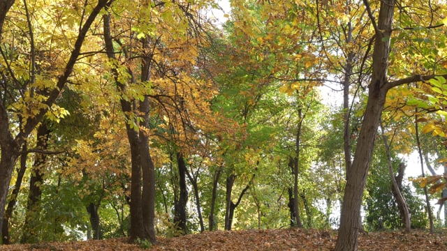 Foliage, Fall, Brown. Free Stock Video - Pixabay