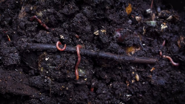 Biology, Worm, Earthworm. Free Stock Video - Pixabay
