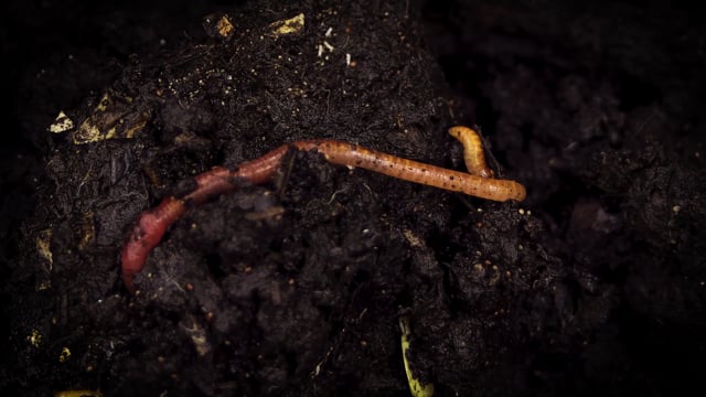 Biologie Wurm Regenwurm - Free video on Pixabay - Pixabay