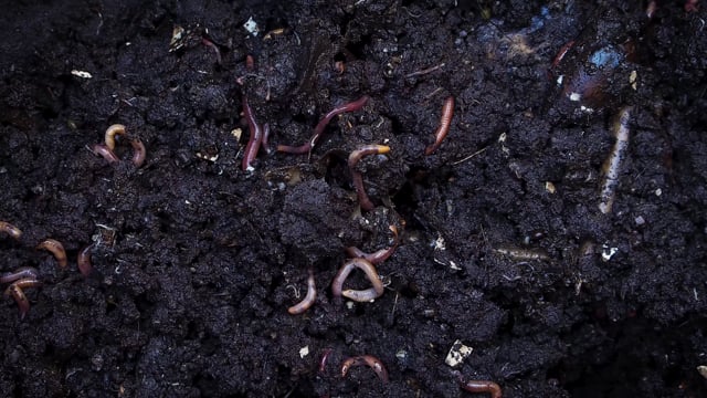 Biology Worm Earthworm - Free video on Pixabay
