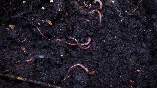 Biologie Wurm Regenwurm - Free video on Pixabay - Pixabay